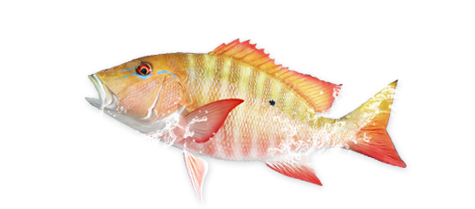 Tackle Shop | Fishing Store | Tackle Store | Tackle Crafters